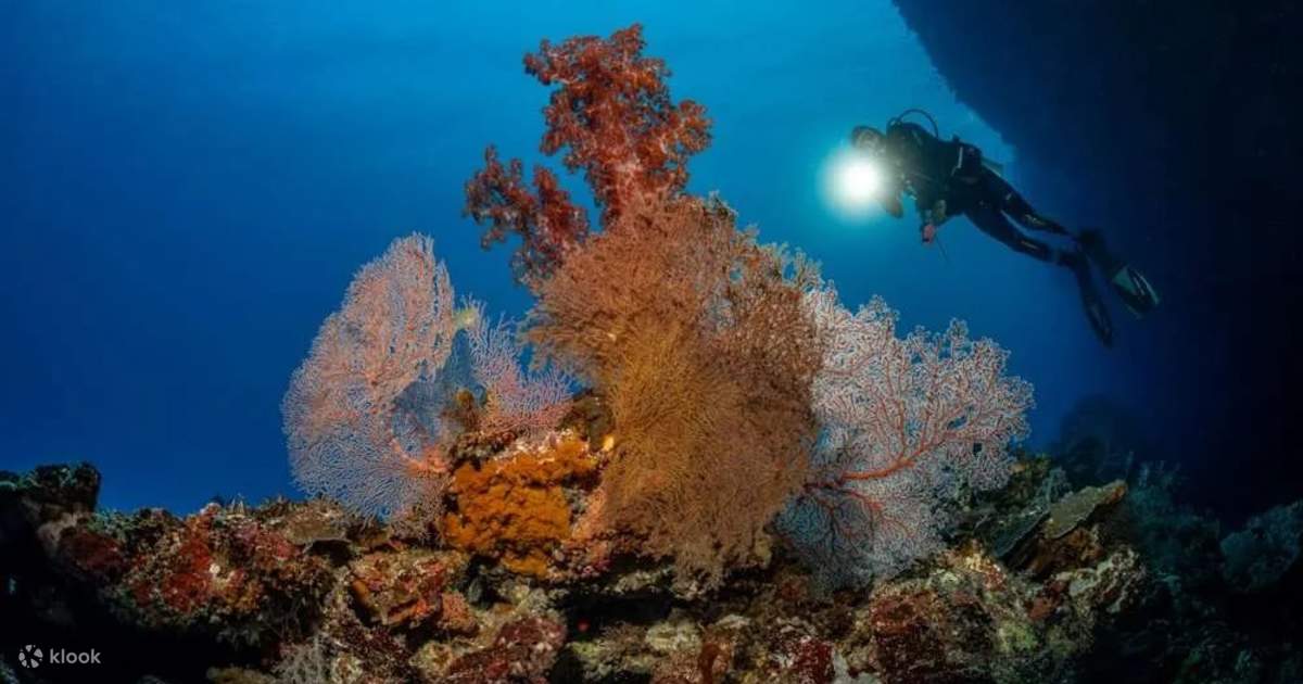 潜得更深，停留时间更长：在我们的 Padi 5 星级潜水度假村成为 Sipalay 的高氧空气潜水员 Klook客路